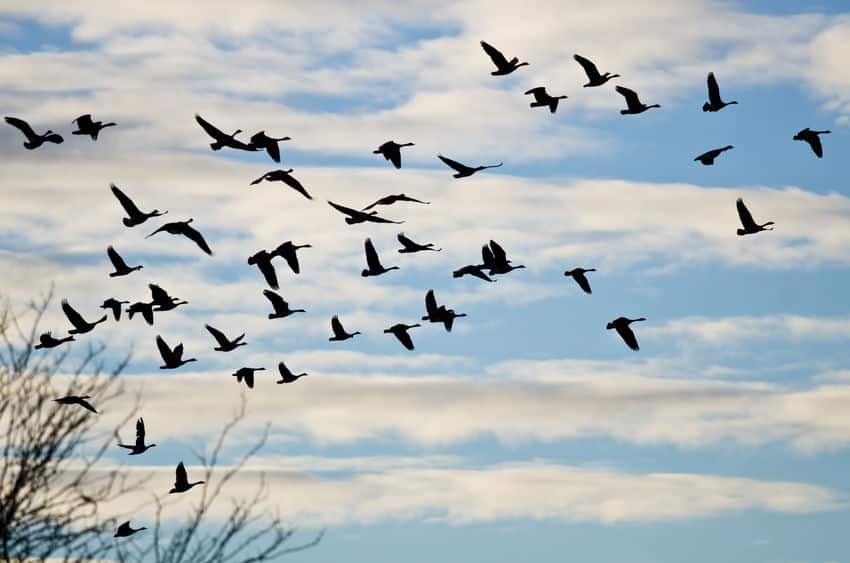 Bird Flight Patterns and Music - New Bedford Symphony Orchestra